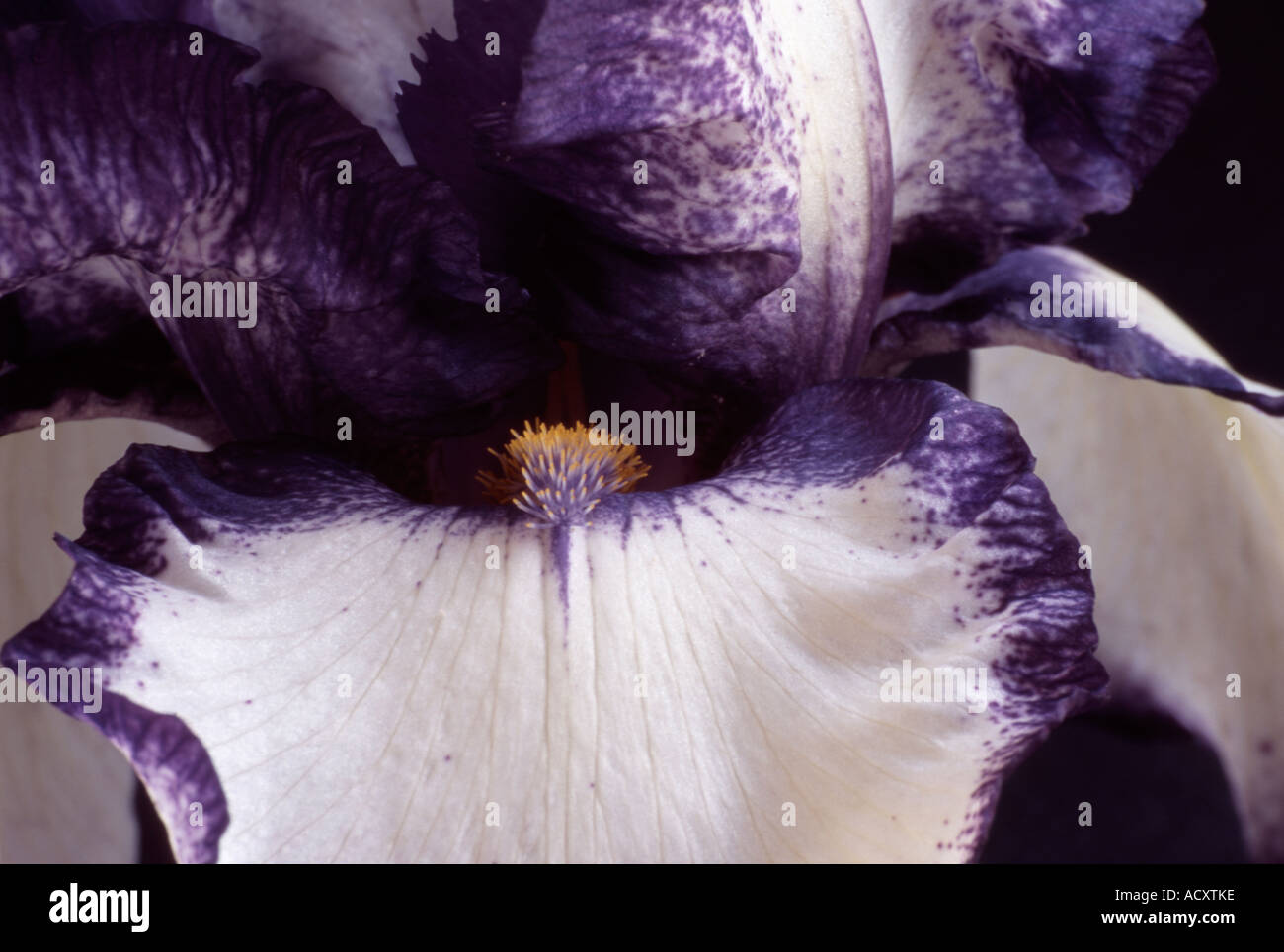 Bearded Iris 'Loop the Loop' Stock Photo - Alamy