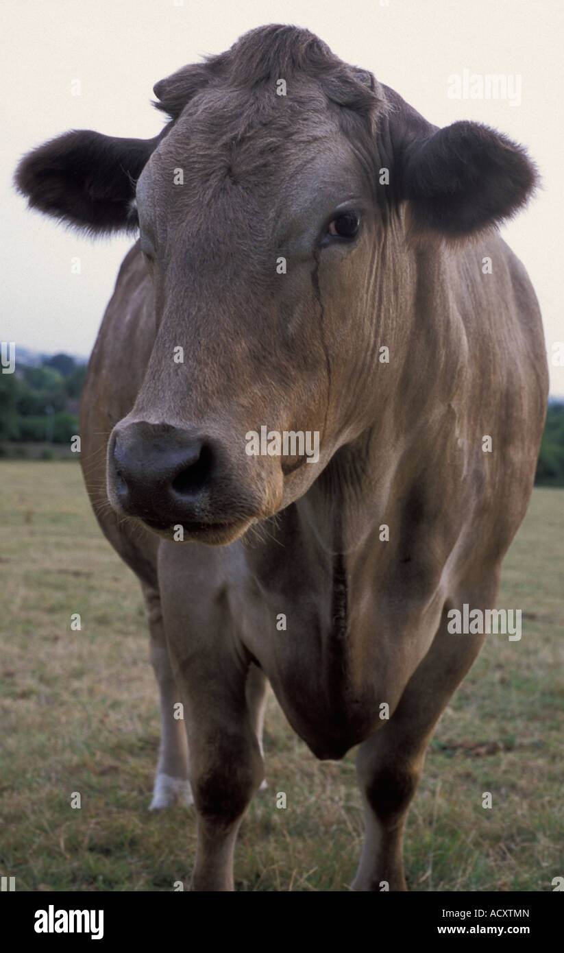Steer with shoulders hi-res stock photography and images - Alamy