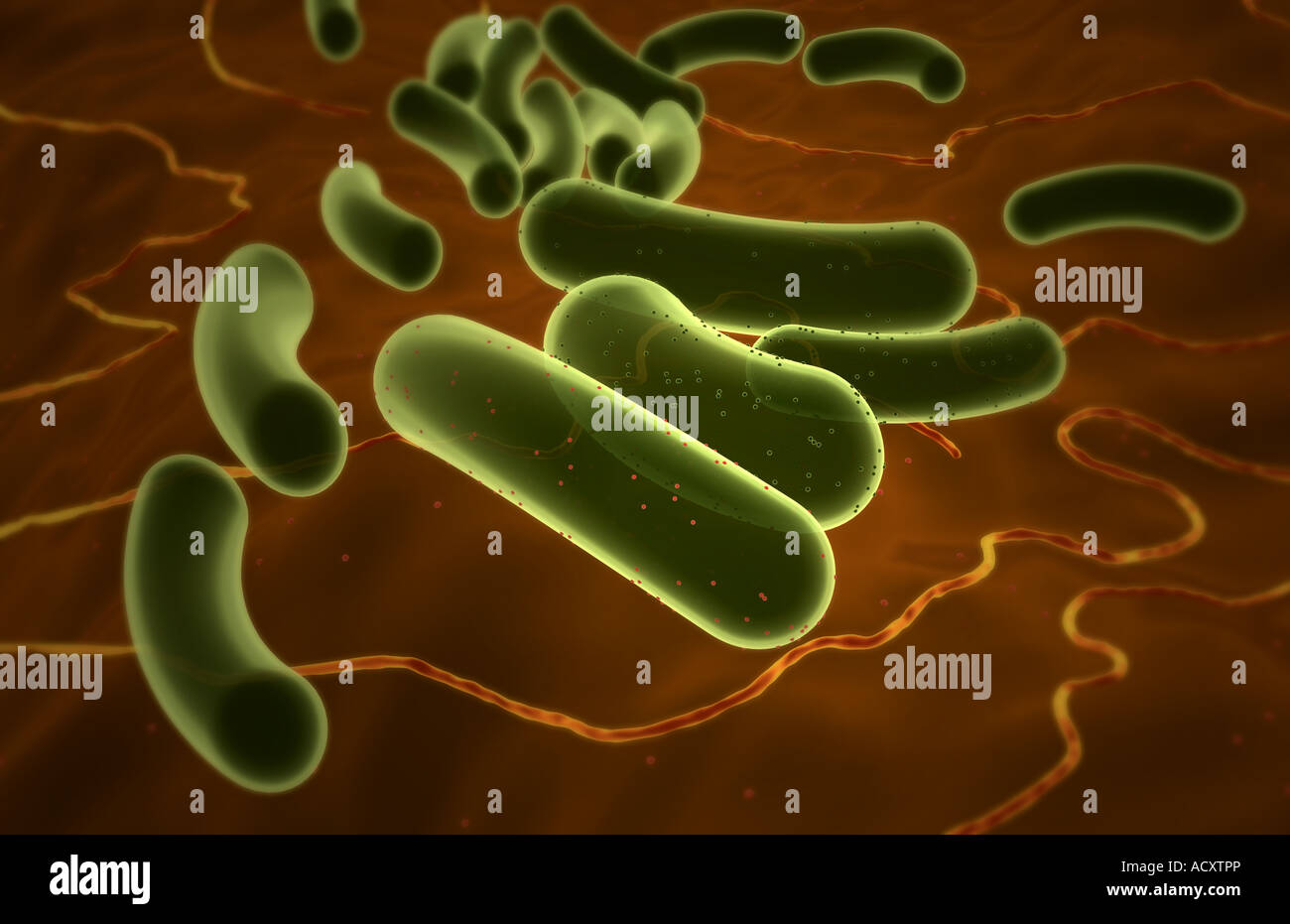 Escherichia Coli Bacteria Stock Photos & Escherichia Coli Bacteria ...
