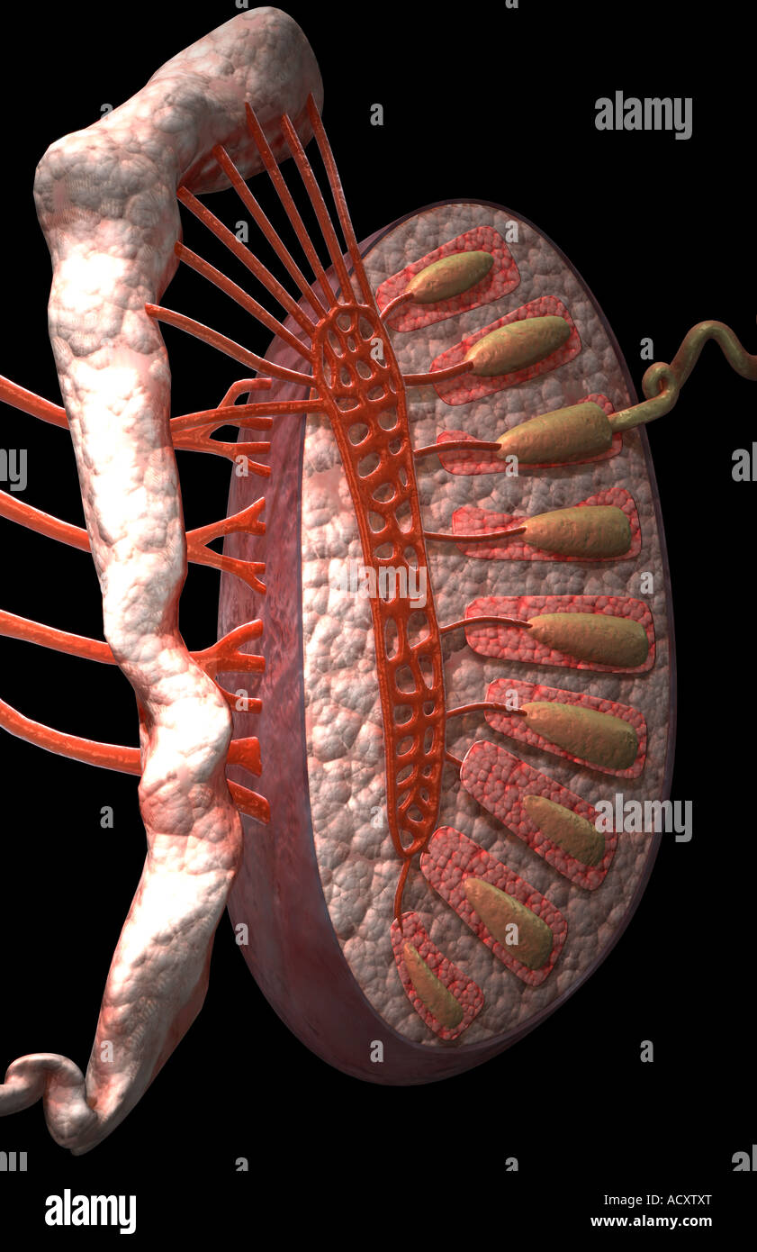 Rete testis hi-res stock photography and images - Alamy