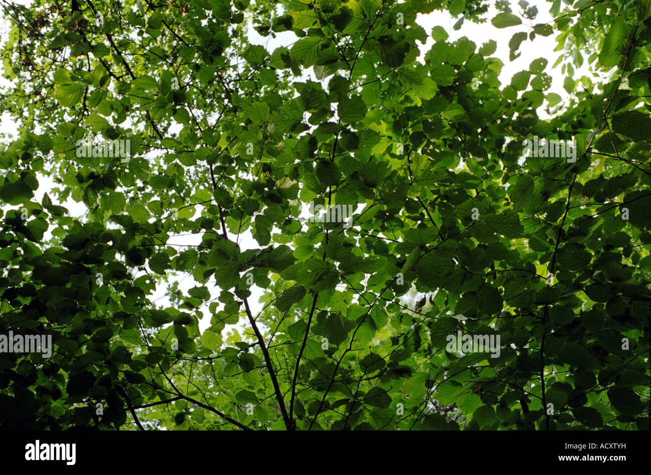Leaves of a cornel cherry tree Stock Photo - Alamy