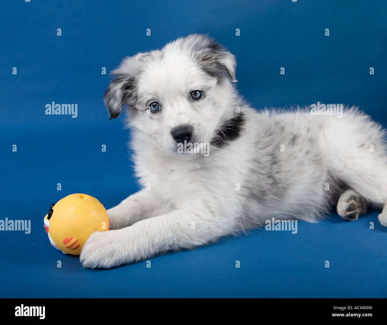 a puppy playing with a ball Stock Photo - Alamy