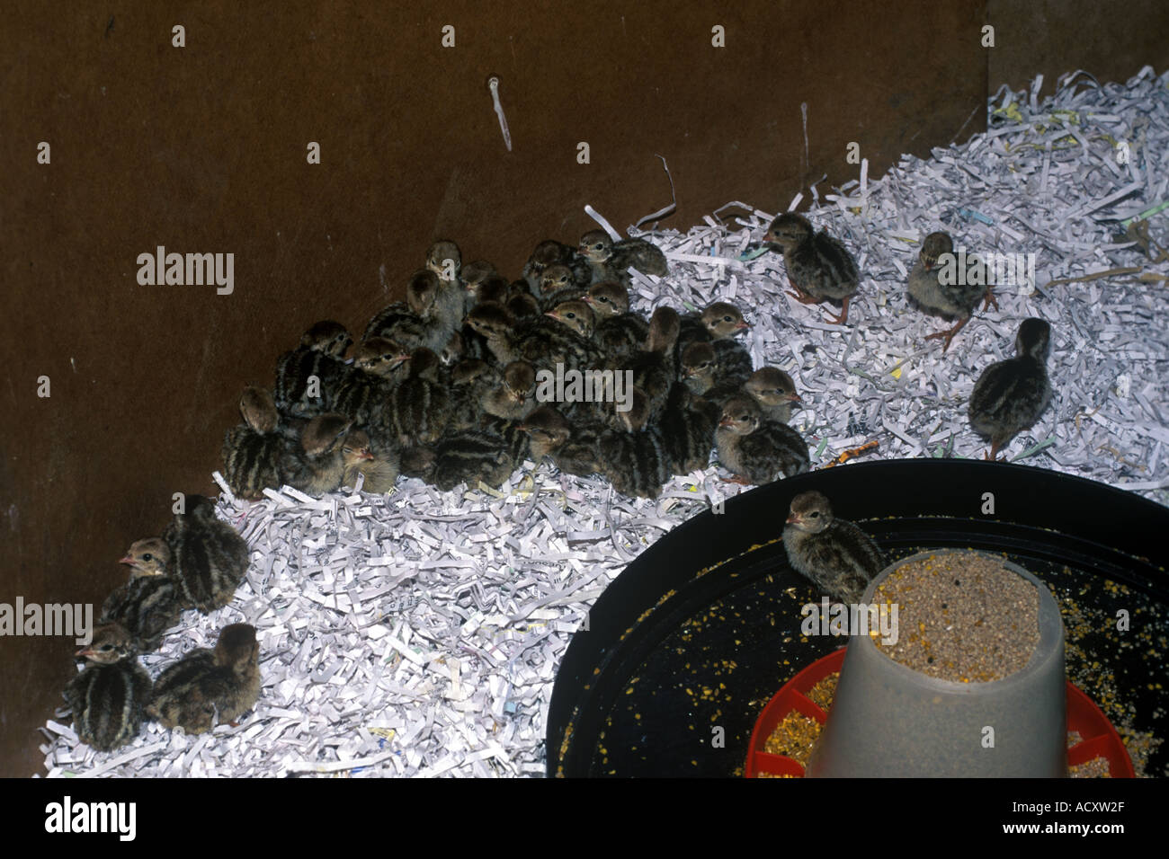 Young partridges hi-res stock photography and images - Alamy