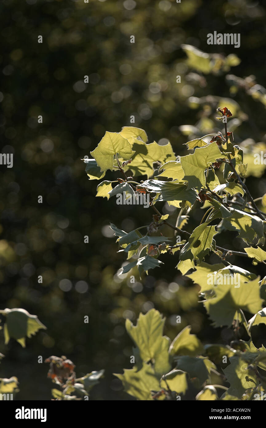 Chattahoochee river flood hi-res stock photography and images - Alamy
