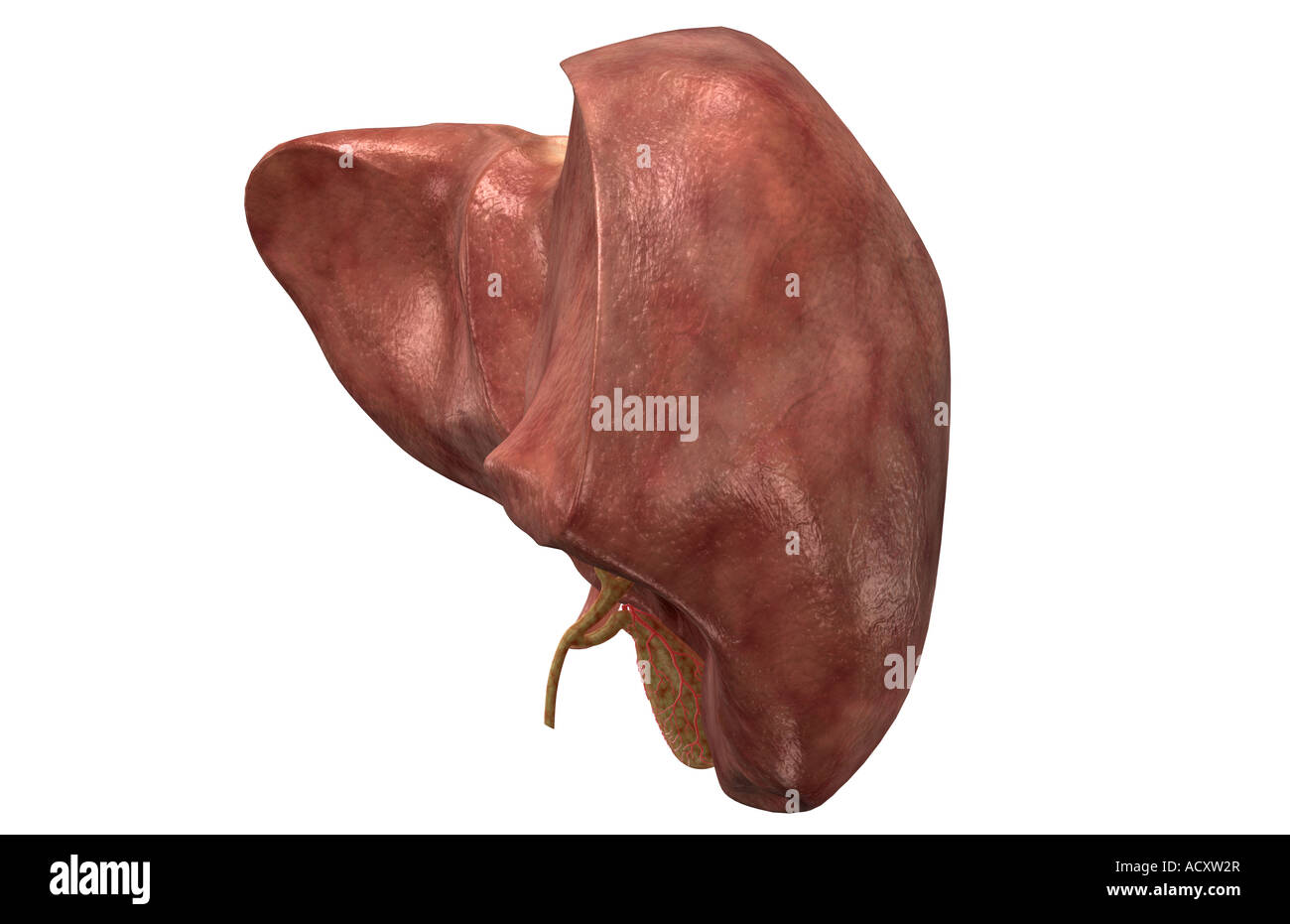 Liver lobes hi-res stock photography and images - Alamy