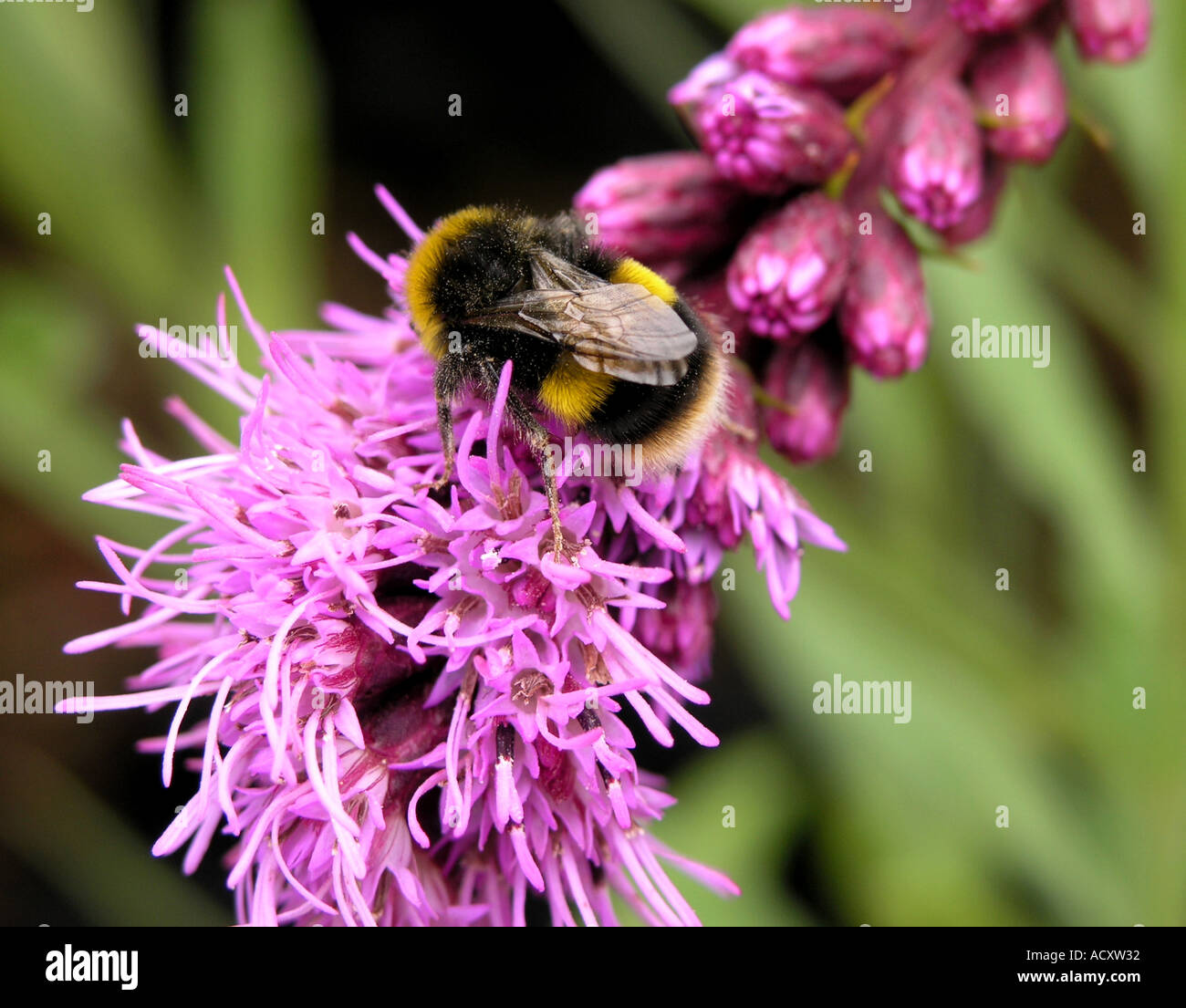 Pink buddleia davidii hi-res stock photography and images - Alamy