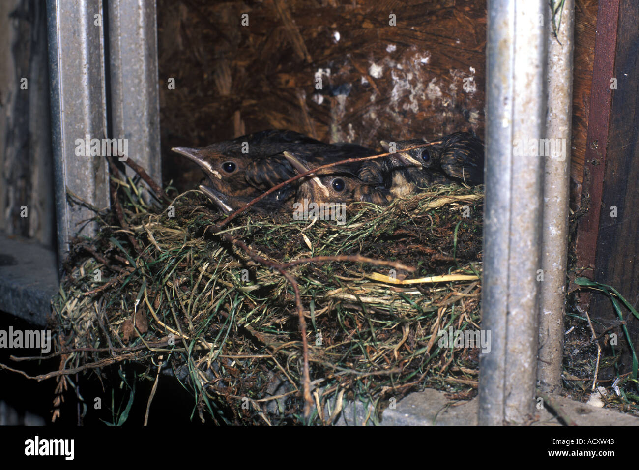 Young Blackbirds In Nest Stock Photo - Alamy