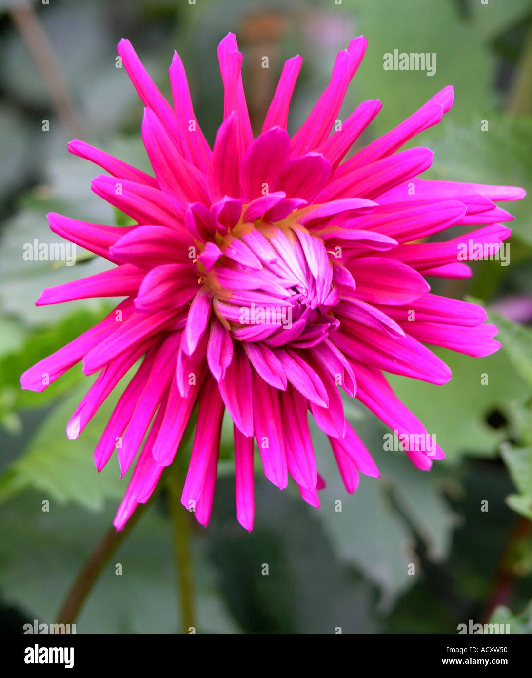 pink dahlia flower head Stock Photo - Alamy
