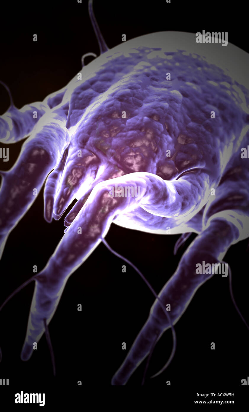 Dermatophagoides pteronyssinus hi-res stock photography and images - Alamy