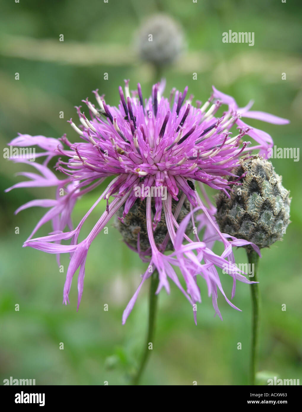 Common ragwort flower head hi-res stock photography and images - Alamy