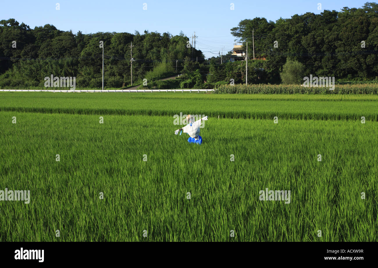 Rice field in Nagareyama City, Chiba Prefecture, Japan Stock Photo - Alamy