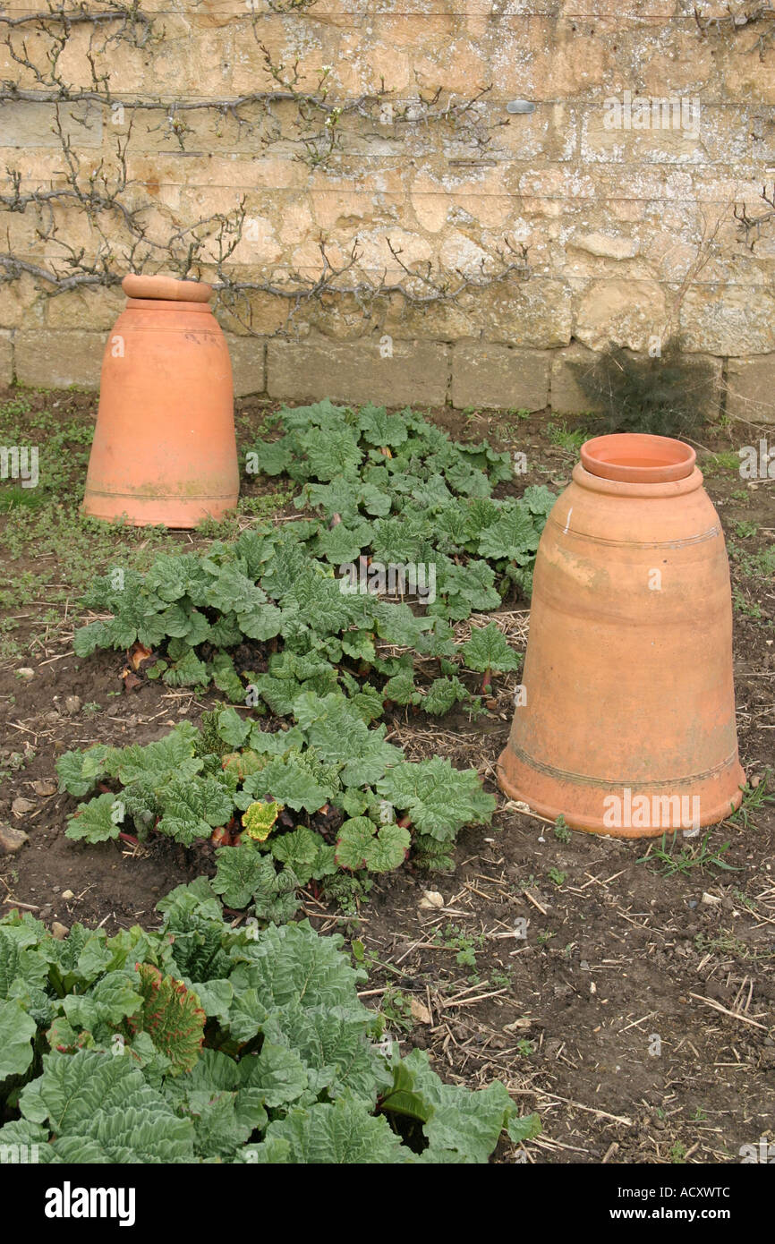 rhubarb blanching pots in a walled vegetable garden Stock Photo - Alamy