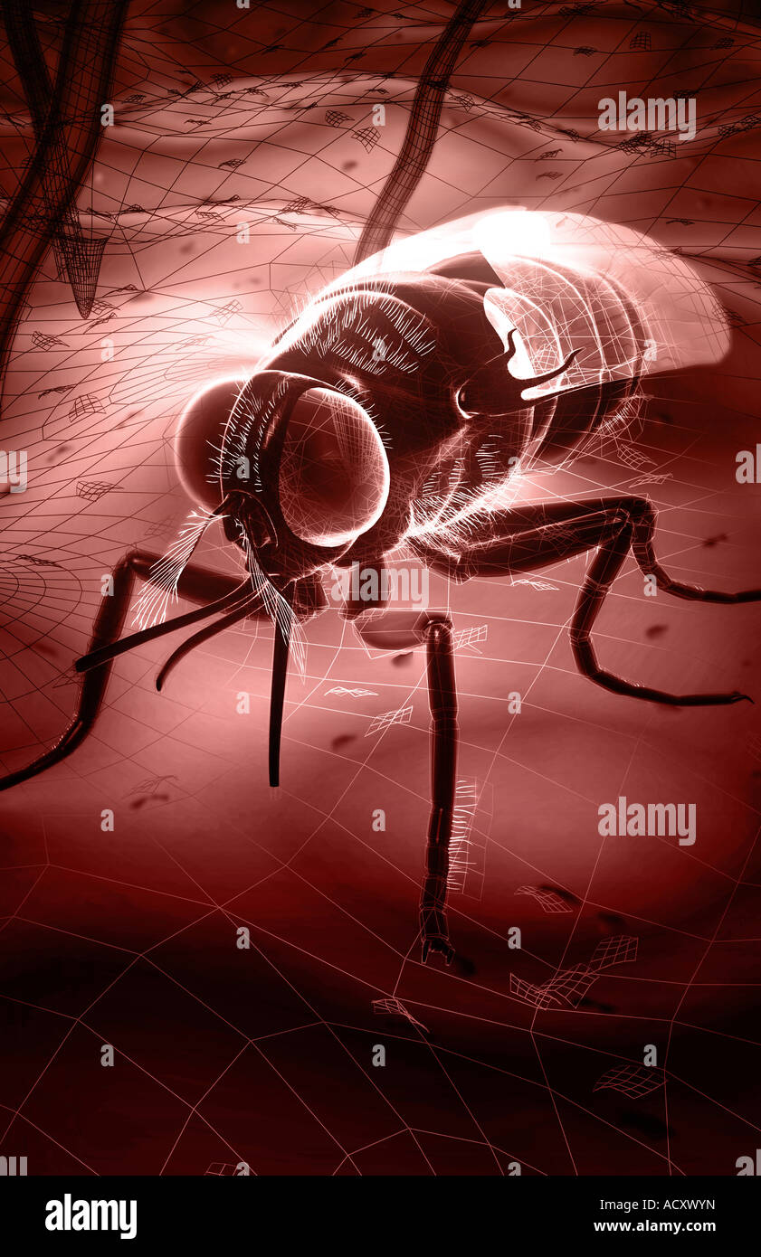 Tsetse fly skin hi-res stock photography and images - Alamy