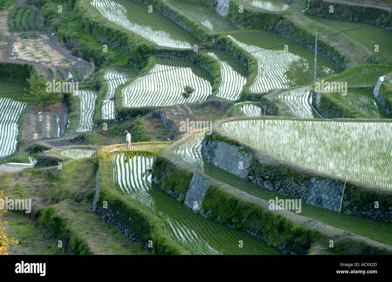 Japanese Rice Field Stock Photos & Japanese Rice Field Stock Images - Alamy