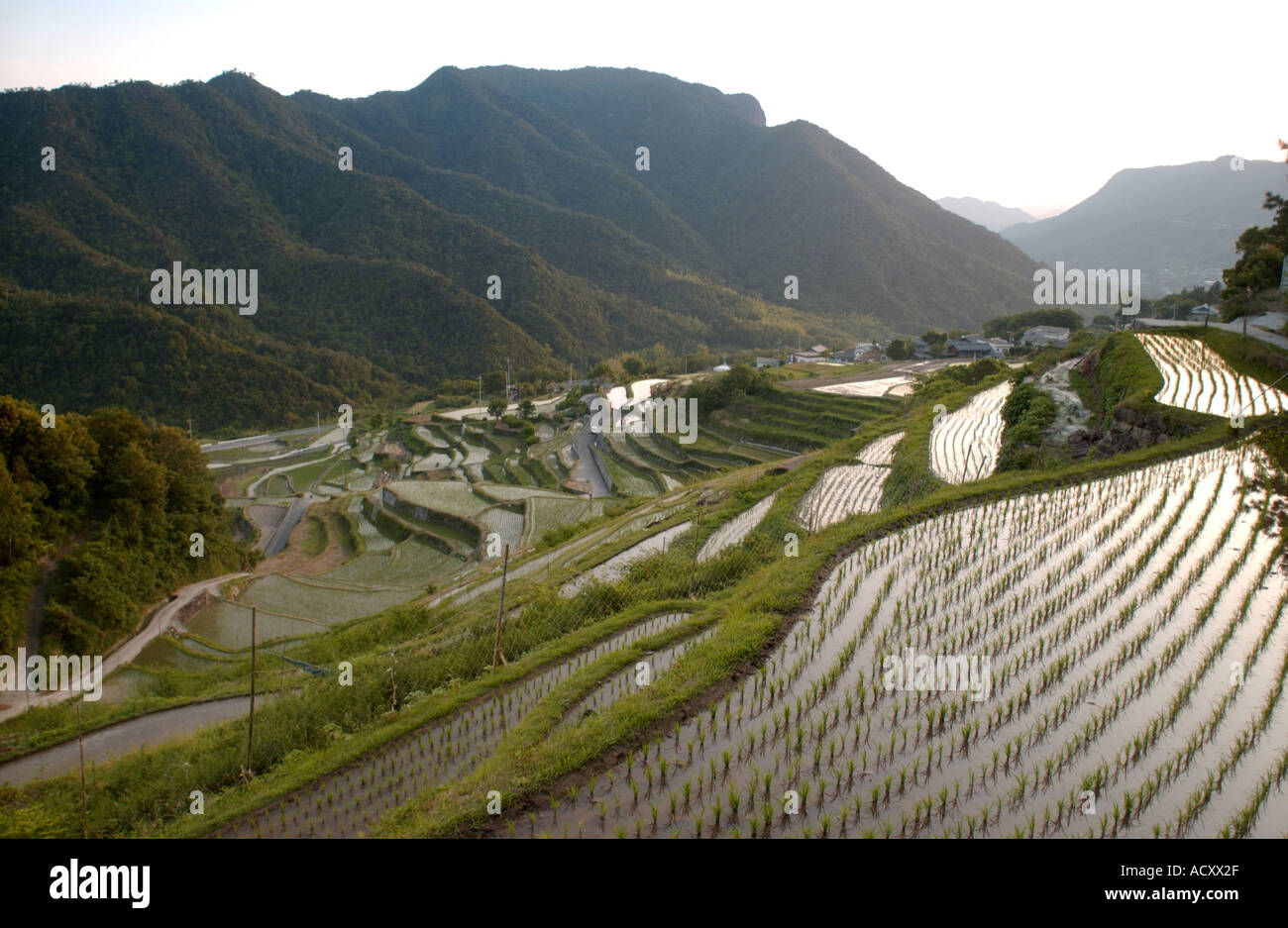 Rice Field Japan Stock Photos & Rice Field Japan Stock Images - Alamy