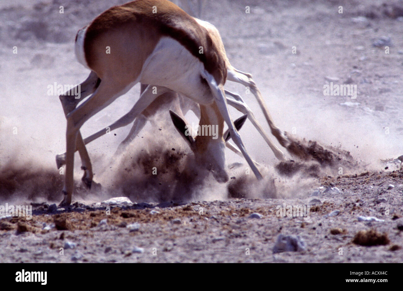 Gazelle sparring hi-res stock photography and images - Alamy