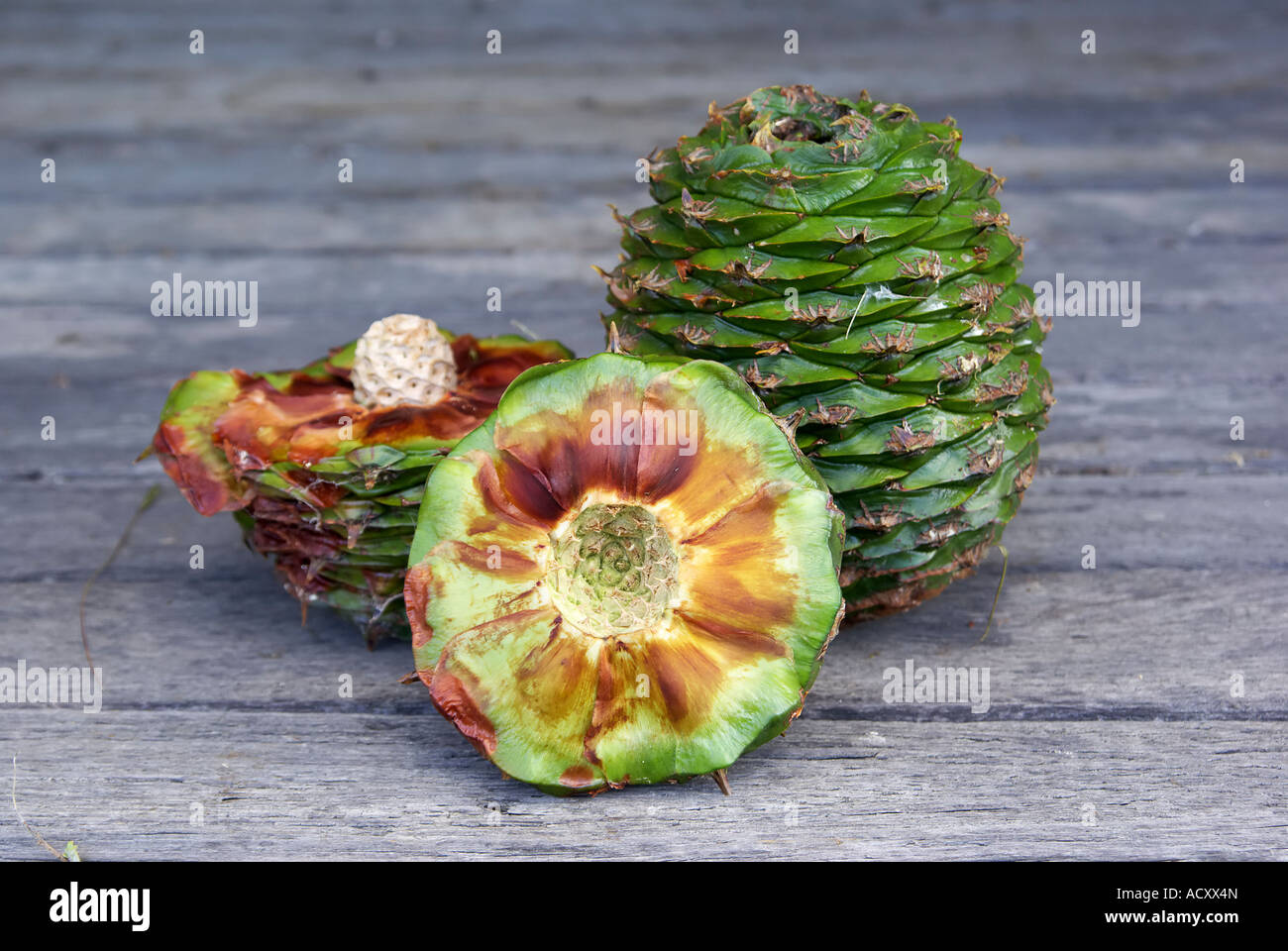 australian bush tucker bunya nut Araucaria bidwillii one chopped ...
