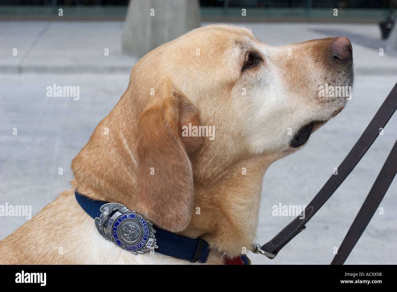 Bomb search hi-res stock photography and images - Alamy