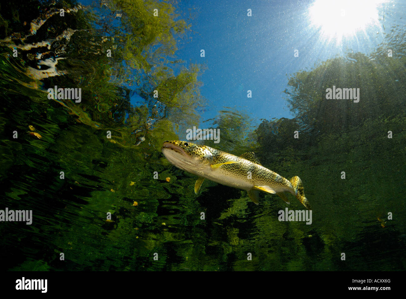 Cutthroat species hi-res stock photography and images - Alamy