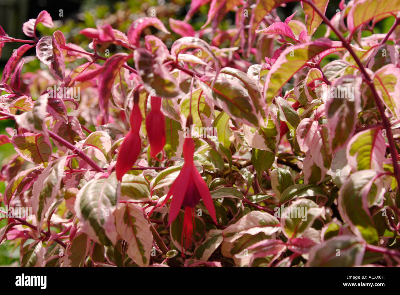 Unusual coloured leaf hi-res stock photography and images - Alamy