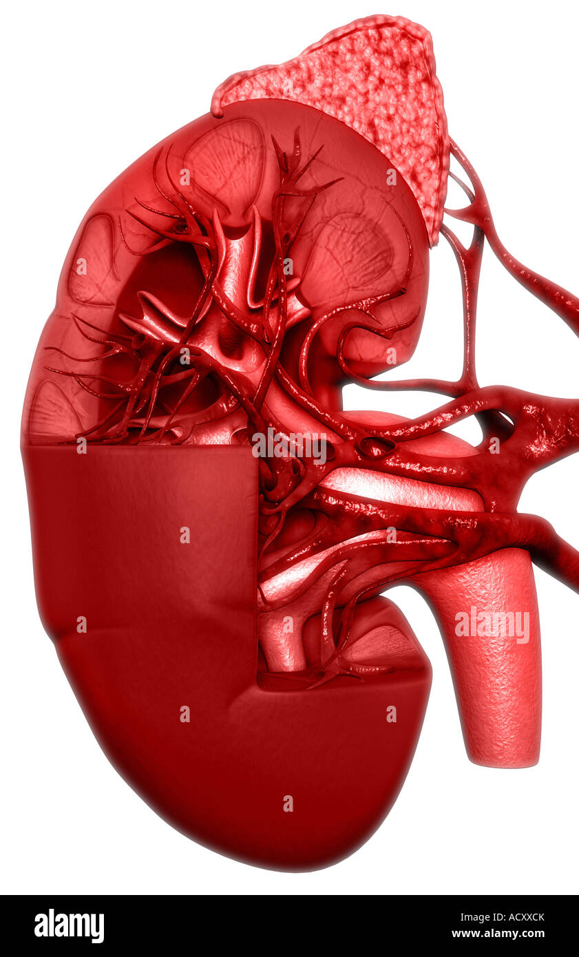 Human kidney anatomy adrenal gland hi-res stock photography and images ...
