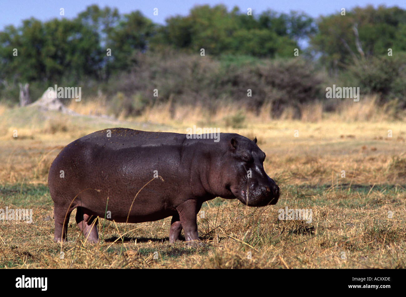 bull moving around, Hippopotamus amphibius Stock Photo - Alamy