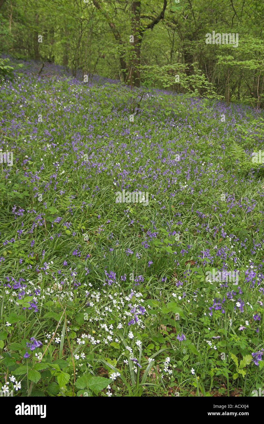 Bluebells in a Beech Wood in Devon England Stock Photo - Alamy
