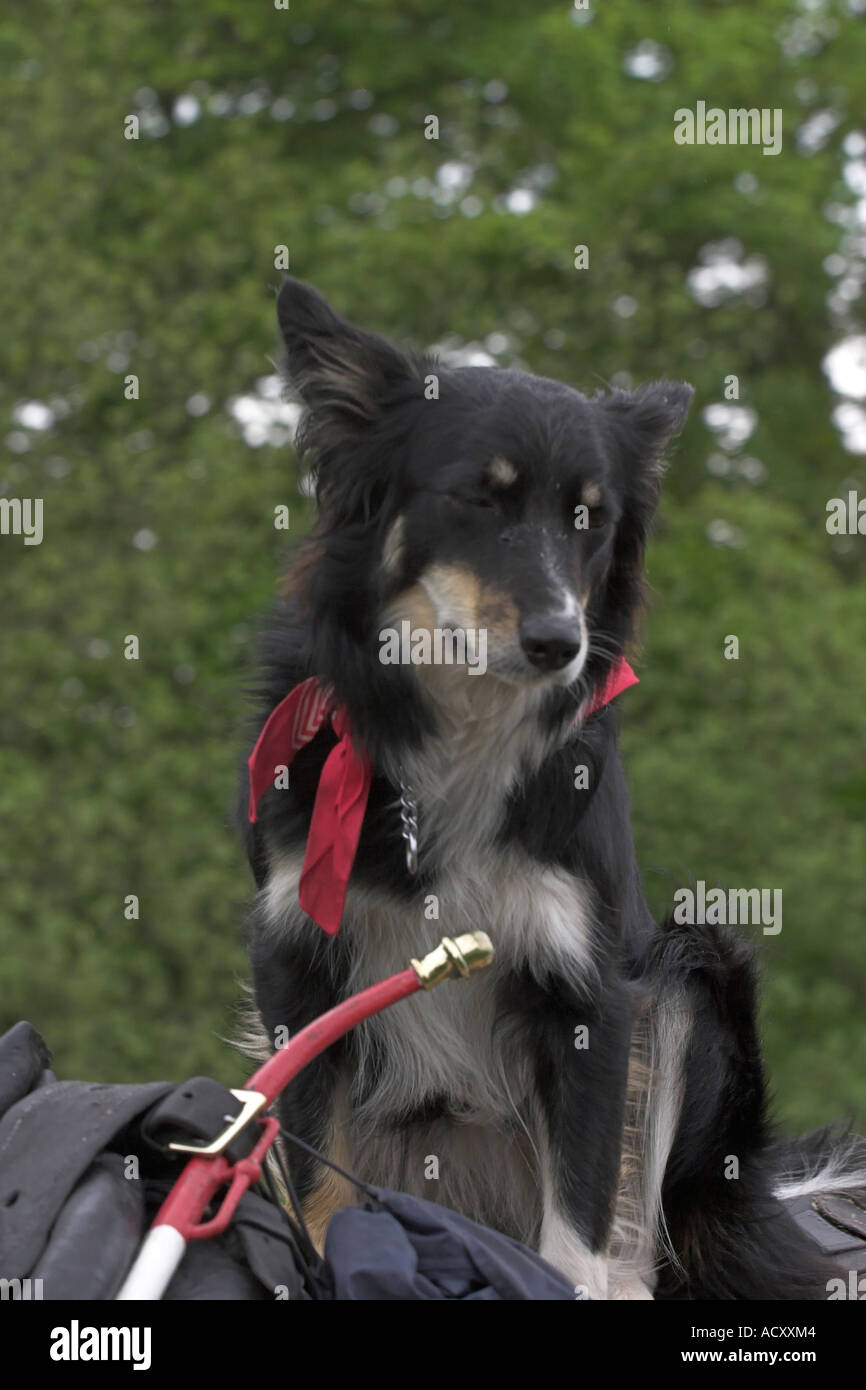 Molly the colly rides the horse which tows the Tiverton horse barge ...