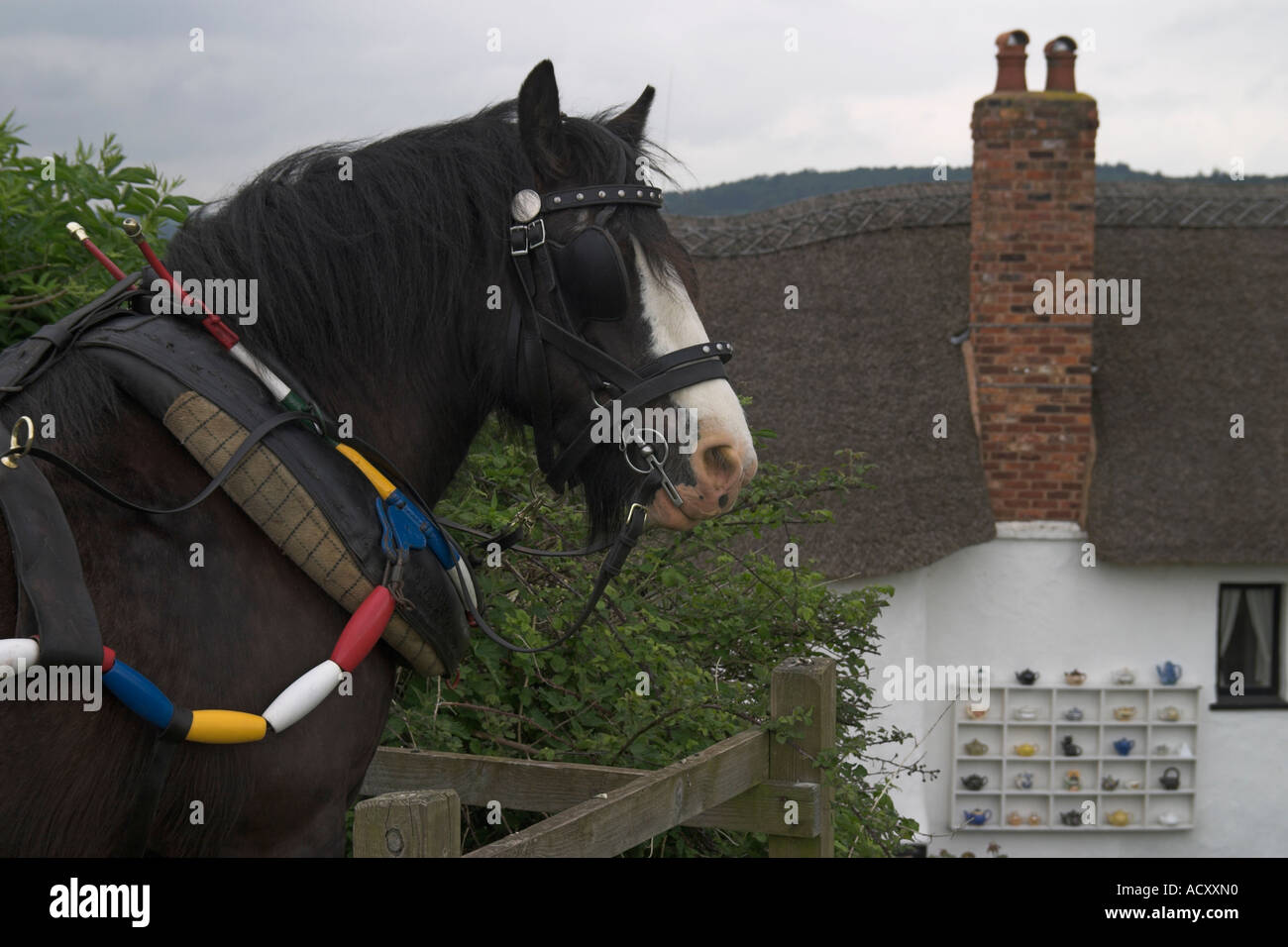 A Shire Horse in profile head and shoulders Stock Photo - Alamy
