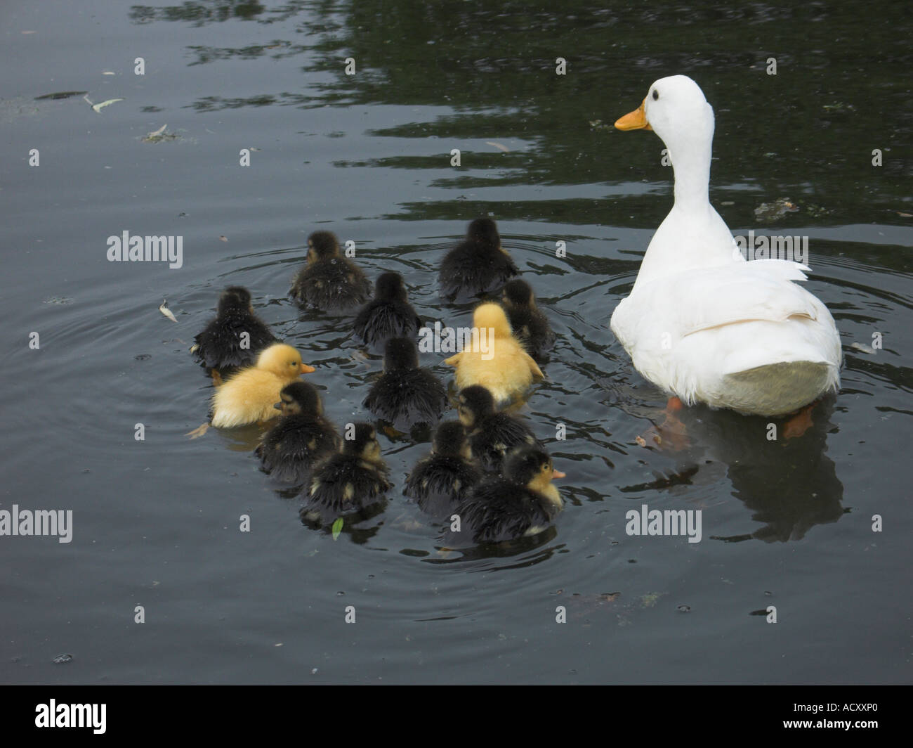 White duck and large family group of ducklings Stock Photo - Alamy