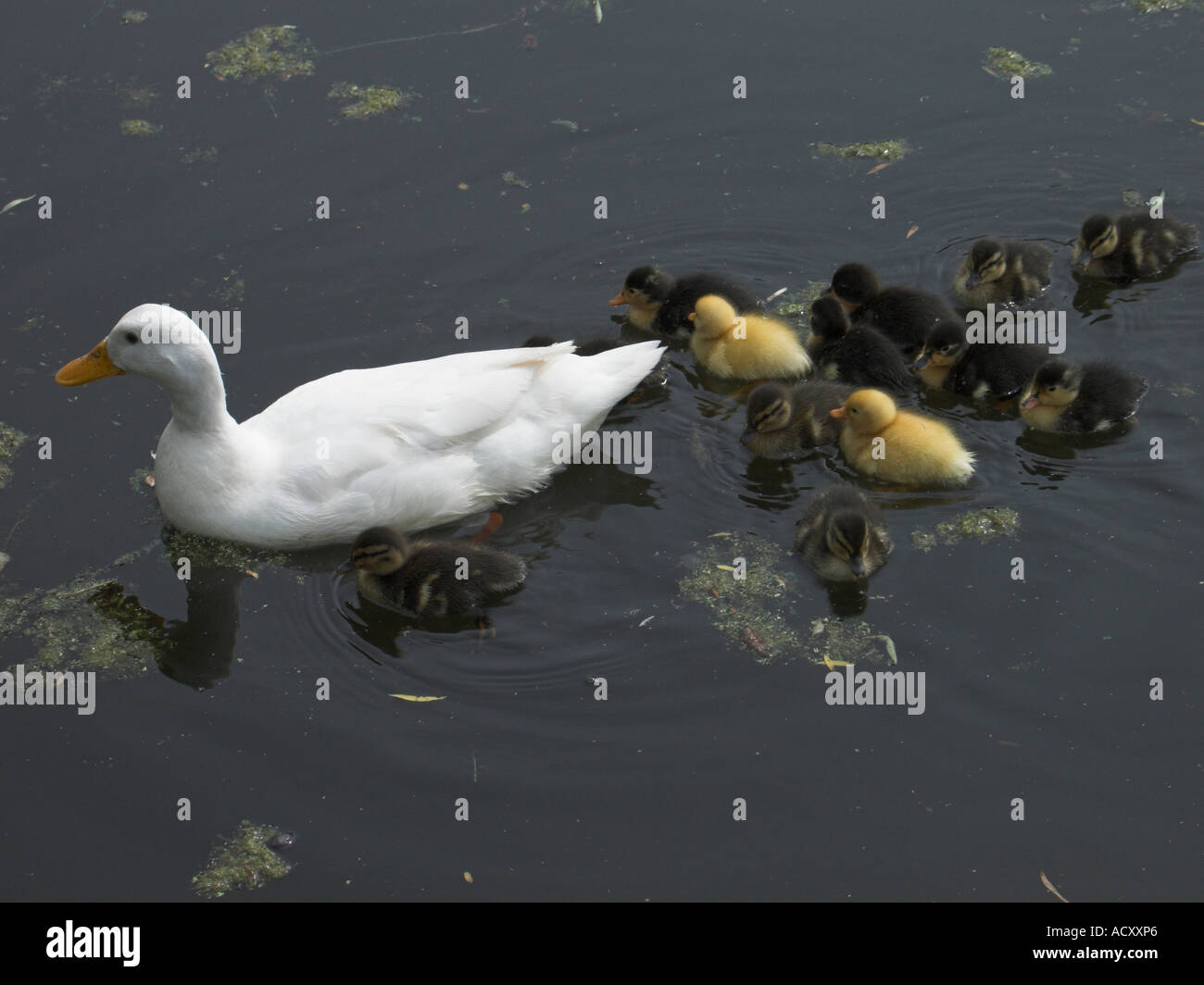 Group ducks water ducklings hi-res stock photography and images - Alamy