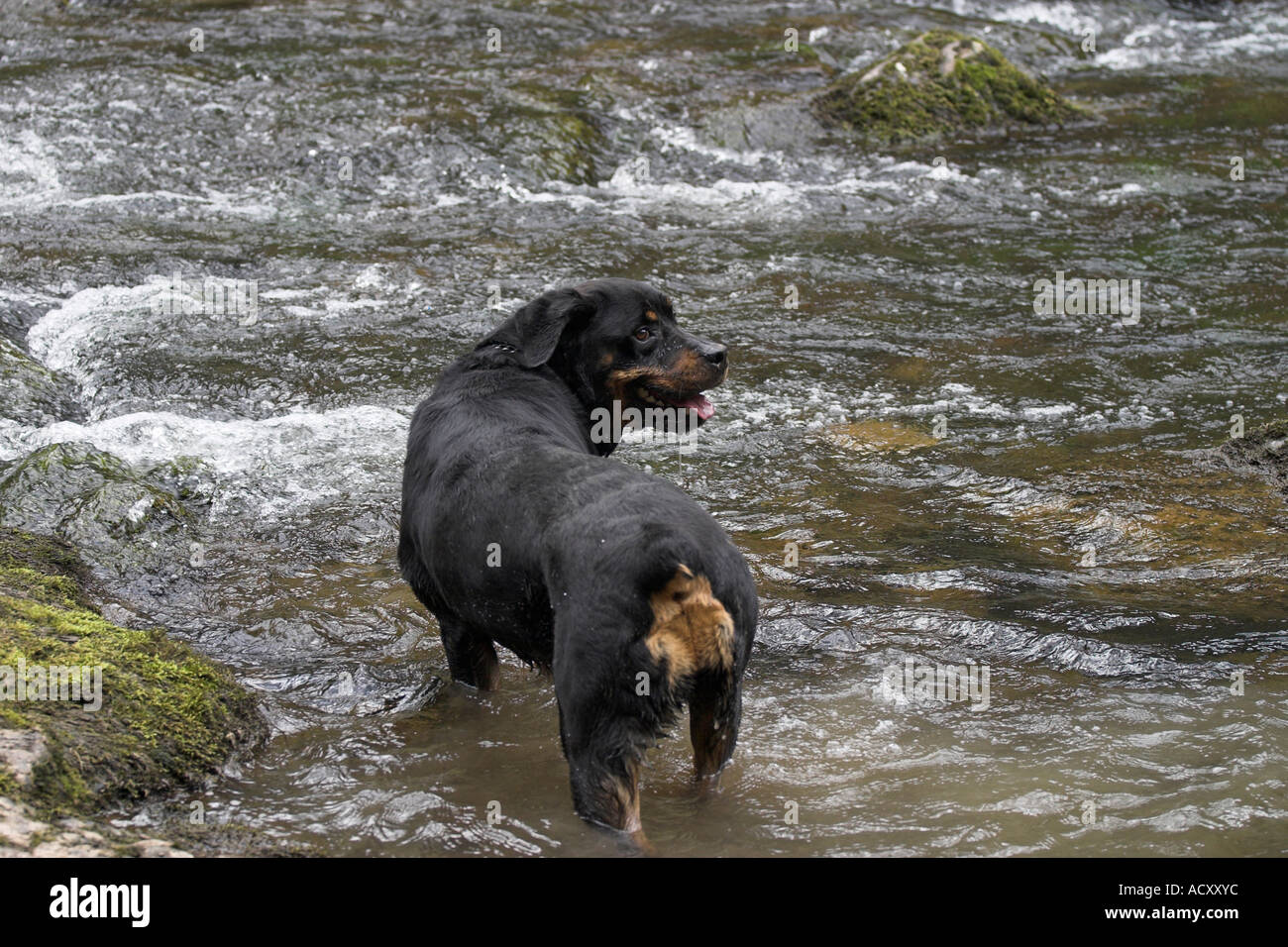 Rottweiller dog hi-res stock photography and images - Alamy