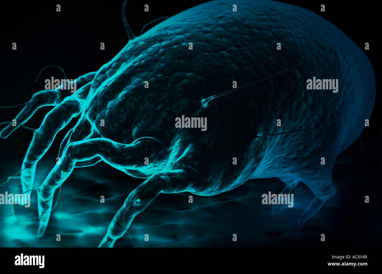 Dust mite hi-res stock photography and images - Alamy