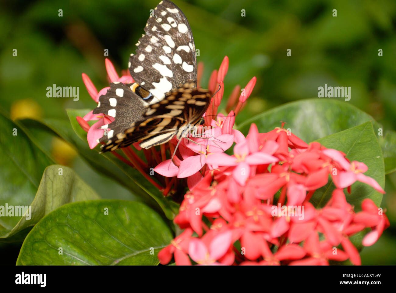 Zebra Swallowtail Butterfly Stock Photo - Alamy