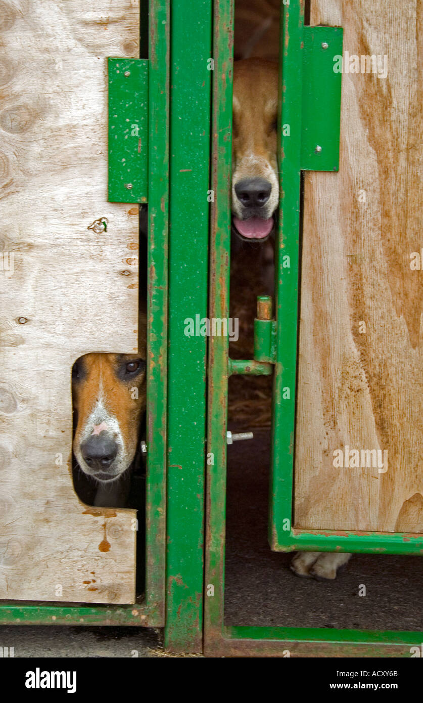 Hunting dogs UK Europe Stock Photo - Alamy