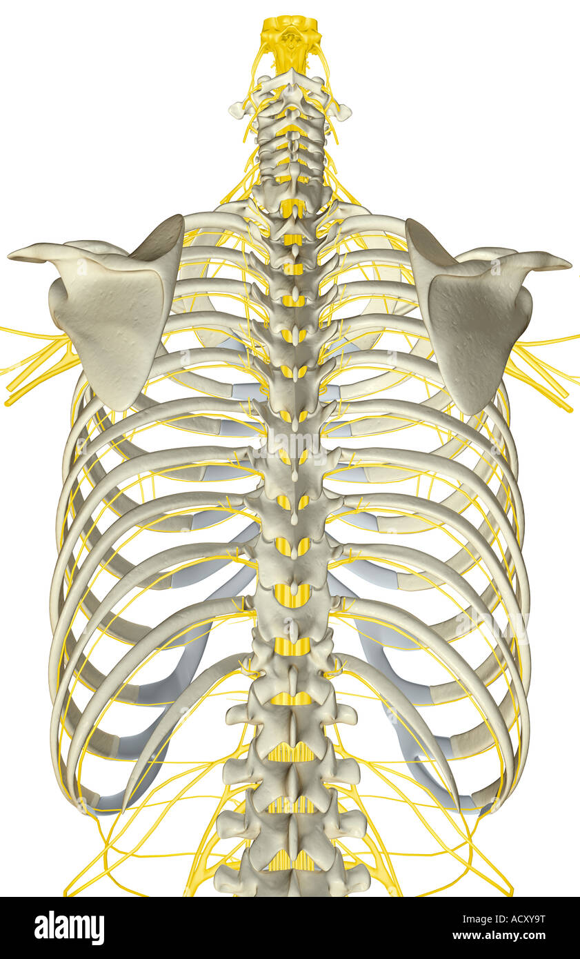 Nerves upper body hi-res stock photography and images - Alamy