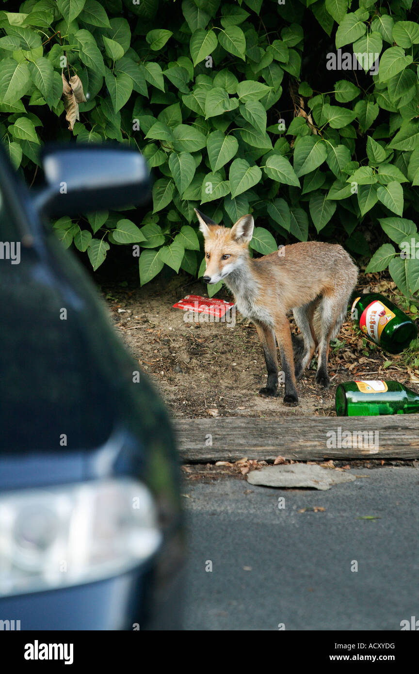 A fox next to a parked car, Berlin, Germany Stock Photo - Alamy