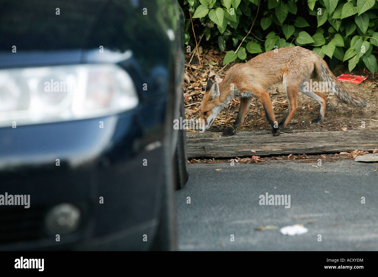 Skinny fox hi-res stock photography and images - Alamy