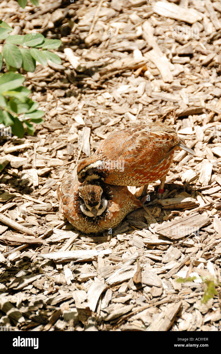 Quail Or Partridge, also known as Bob White Stock Photo - Alamy
