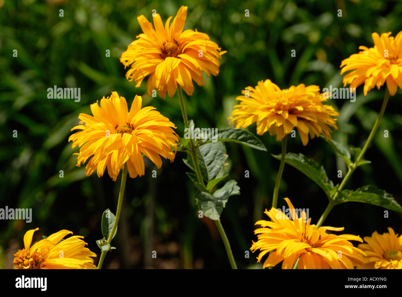 Double flowering hi-res stock photography and images - Alamy