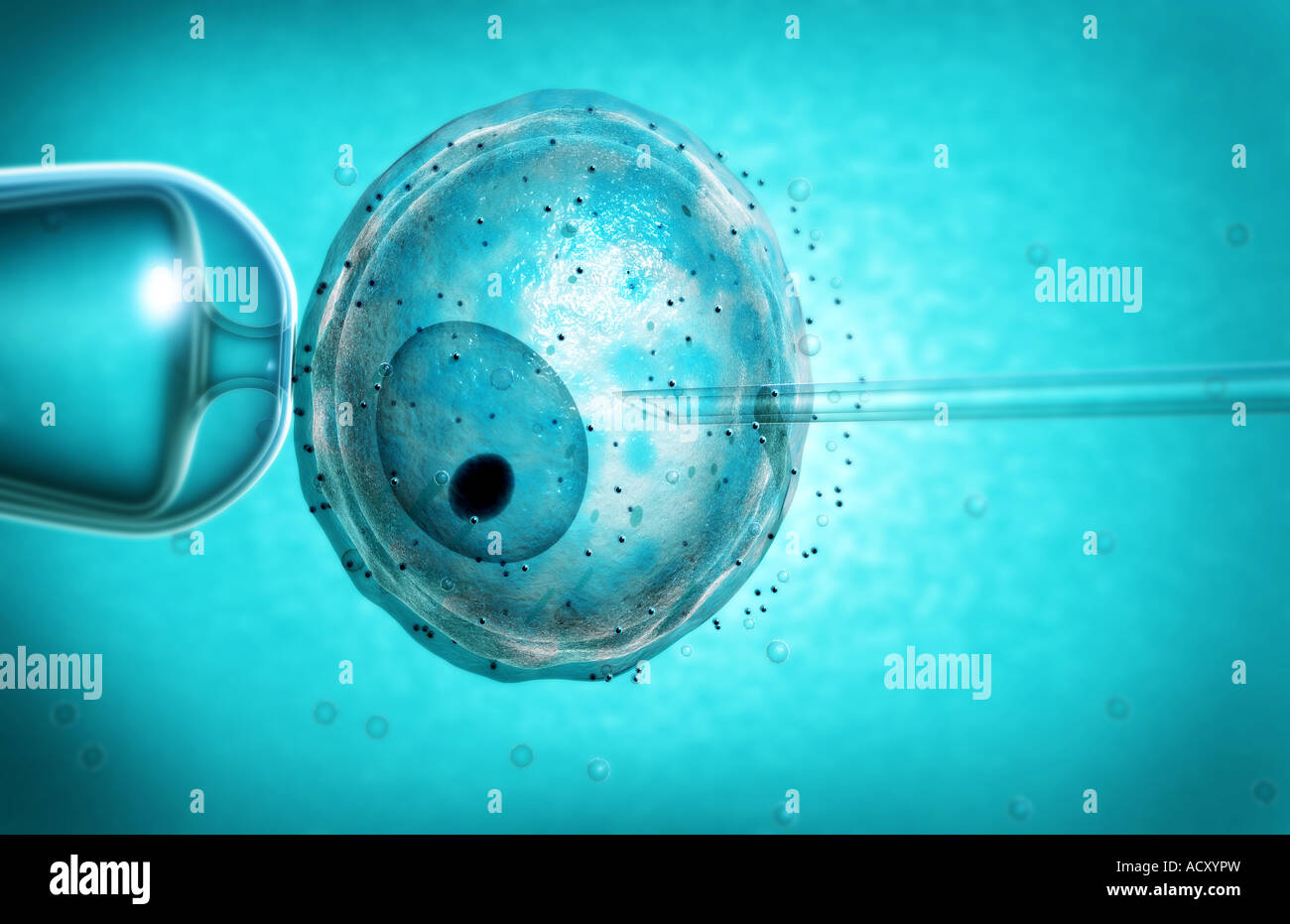 Intracytoplasmic sperm injection hi-res stock photography and images ...