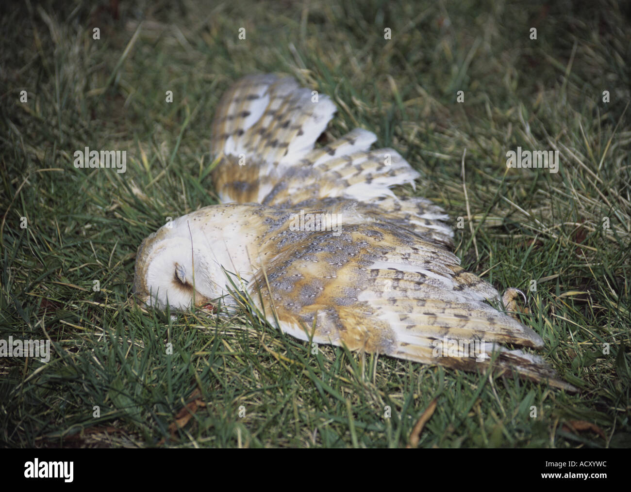 Barn Owl killed on road Stock Photo - Alamy