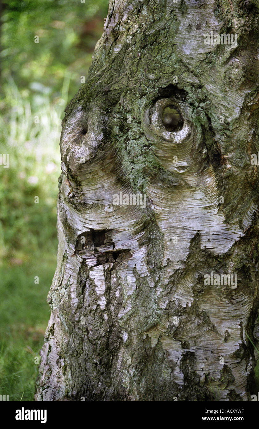 Treebeard hi-res stock photography and images - Alamy