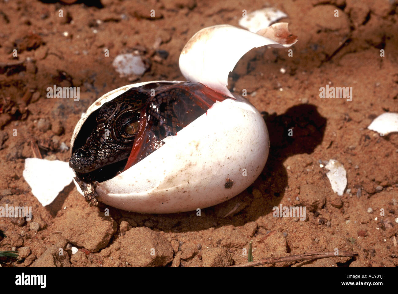 croc hatching, Crocodylus niloticus Stock Photo - Alamy