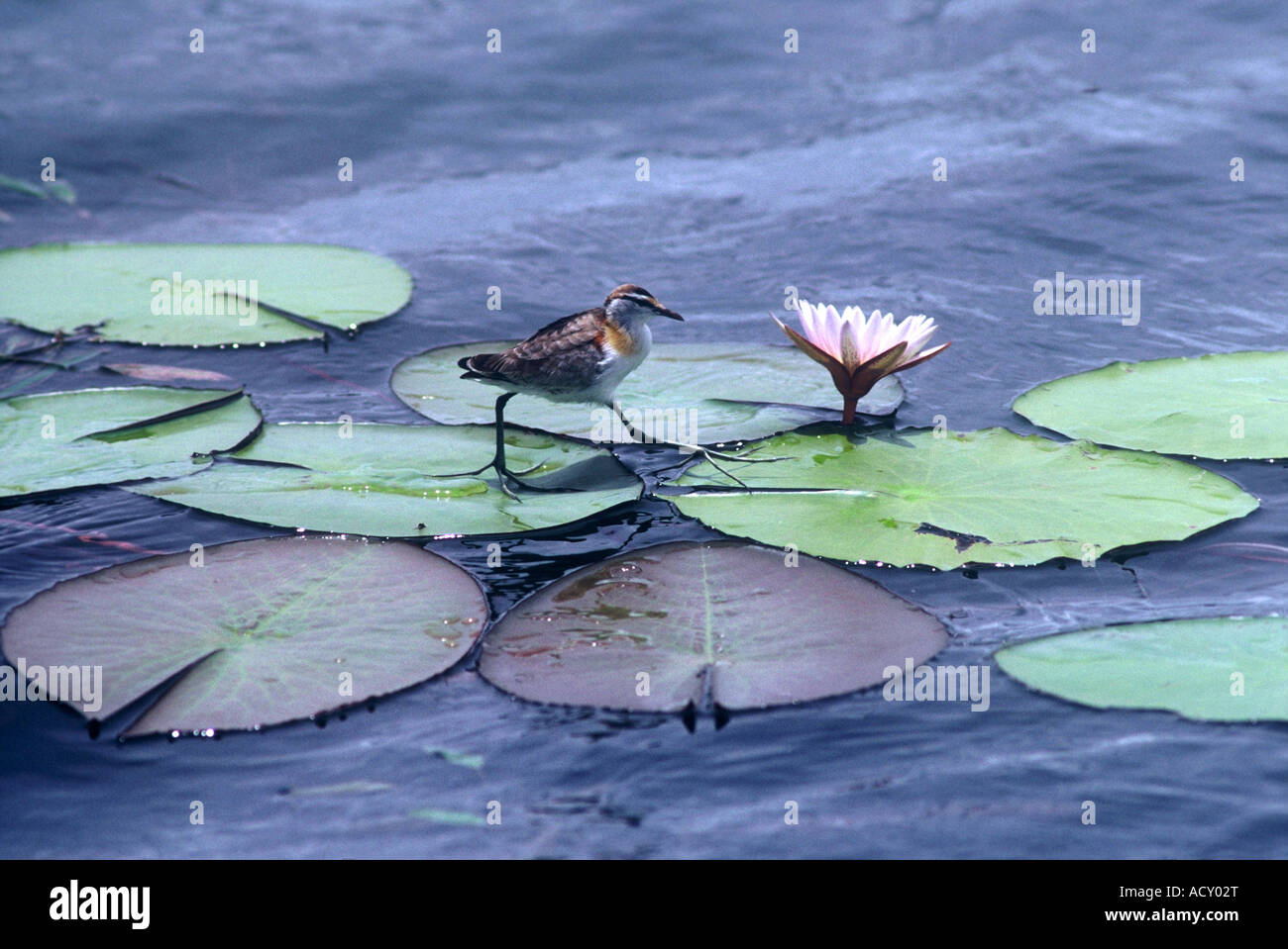 Lesser Jacana, Microparra capensis Stock Photo - Alamy