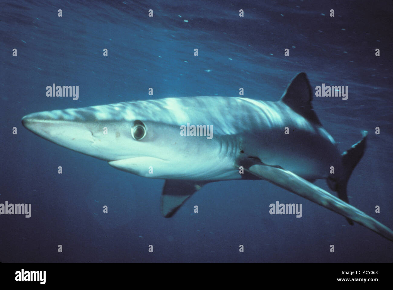MARINE SHARK Blue Stock Photo - Alamy