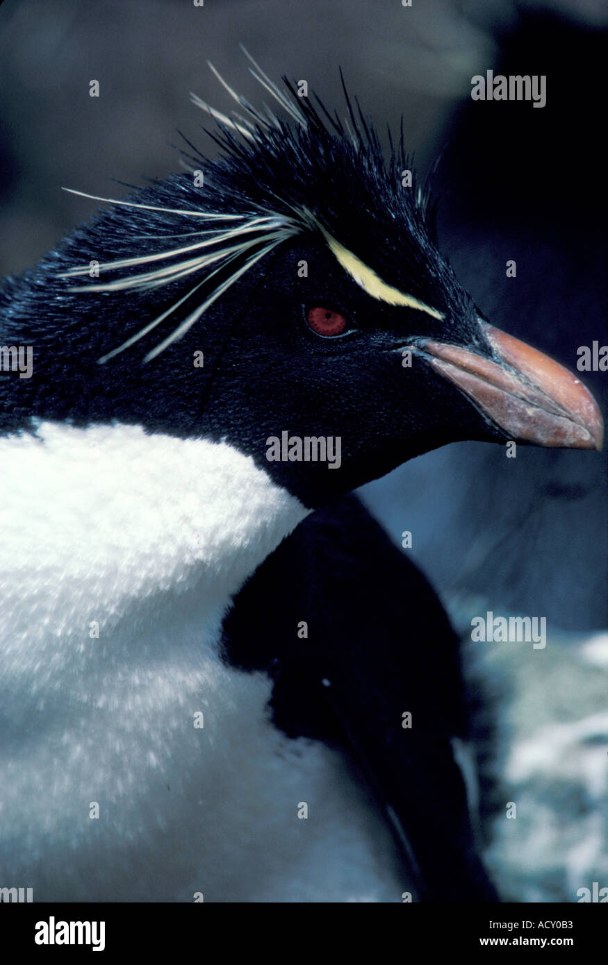 BIRD PENGUIN Rockhopper Stock Photo - Alamy