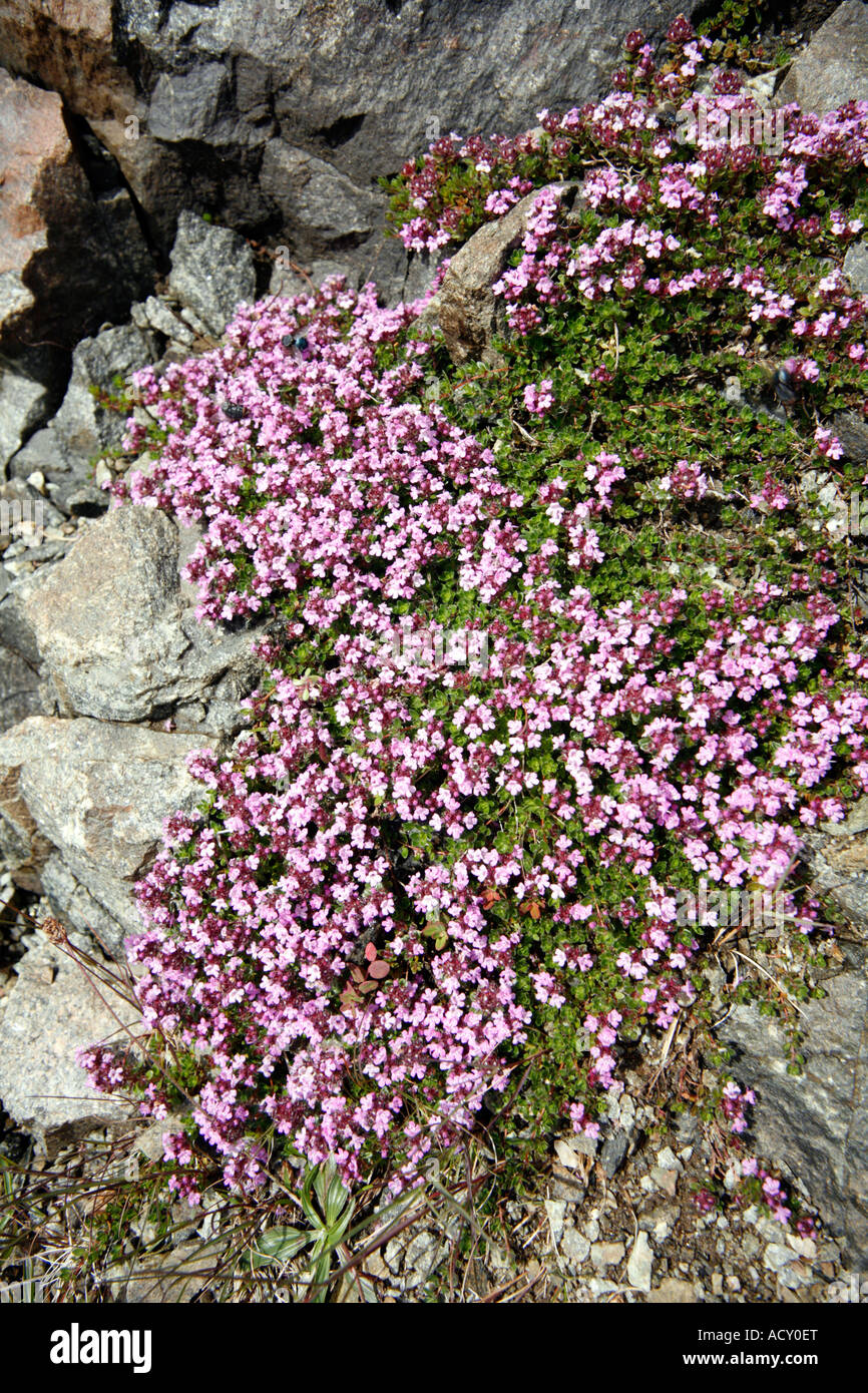 Wild Thyme family growing on cliffs in Sutherland, Scotland Stock Photo ...