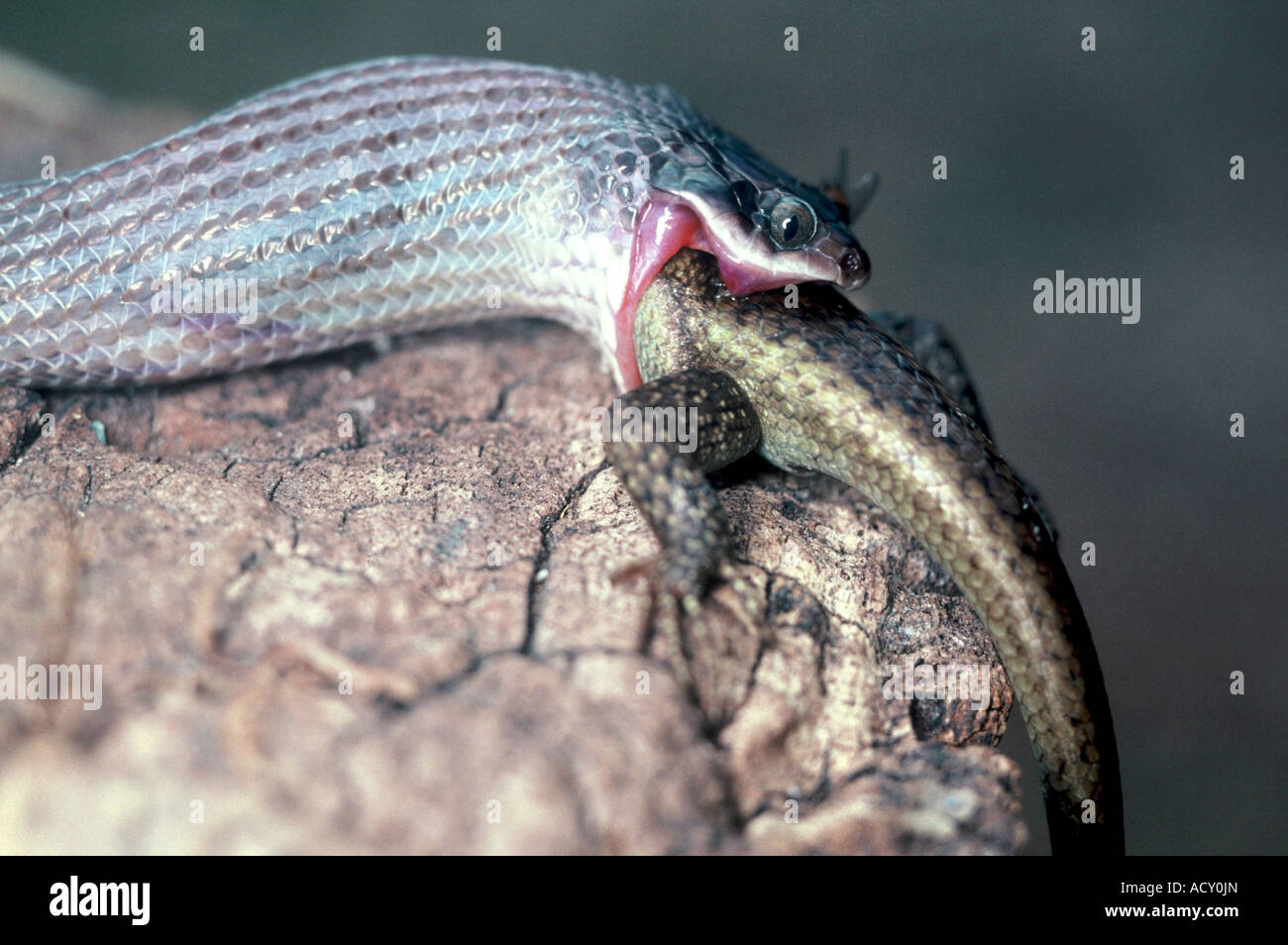 Herald snake hi-res stock photography and images - Alamy