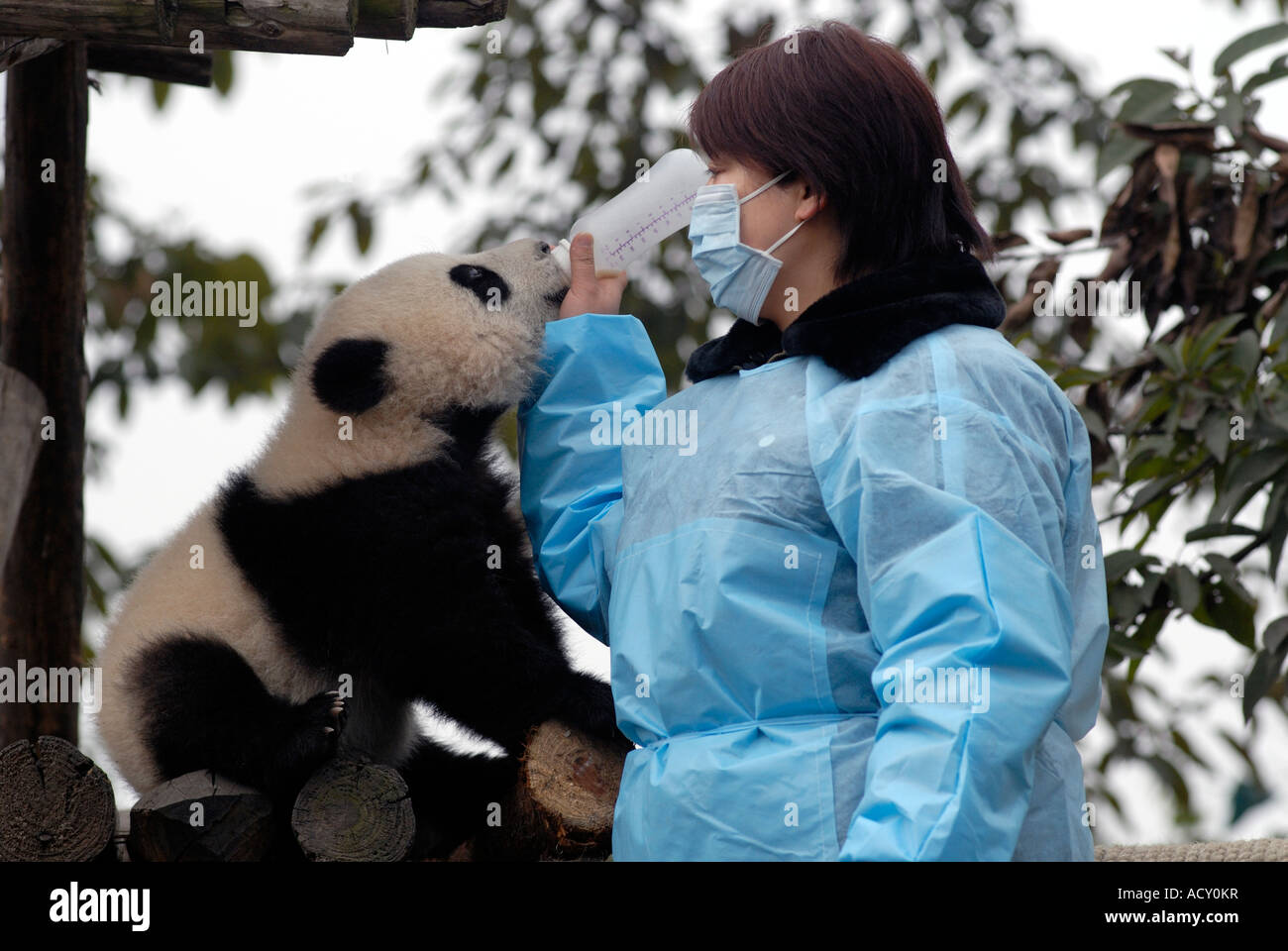 Panda cub milk hi-res stock photography and images - Alamy